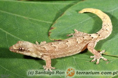 Lepidodactylus lugubris - gekon płaczący - jaszczurki.pl